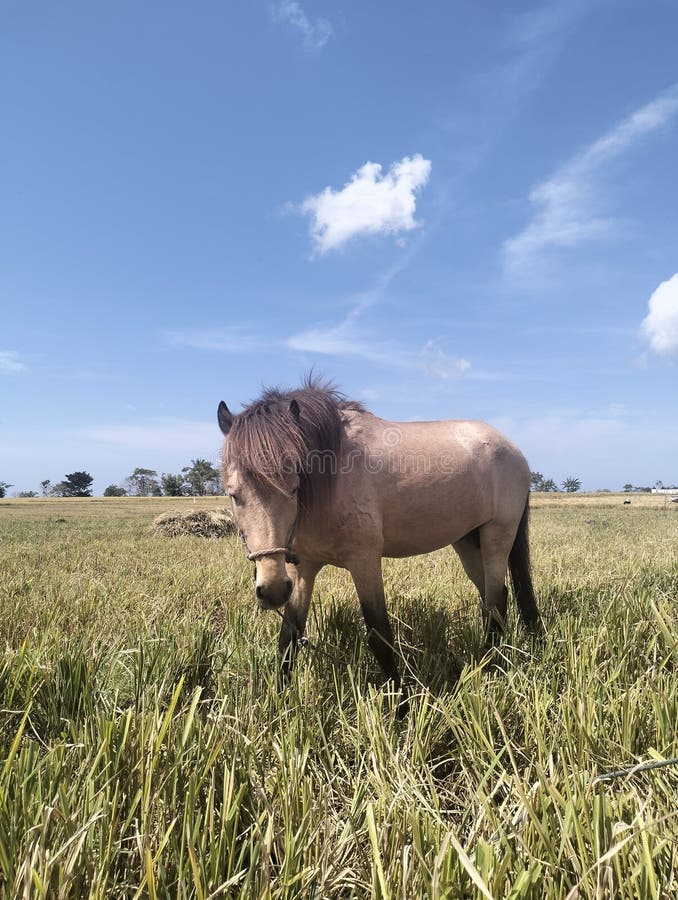 Big Horse in the Middle of the Rice Fields Stock Image - Image of rice ...