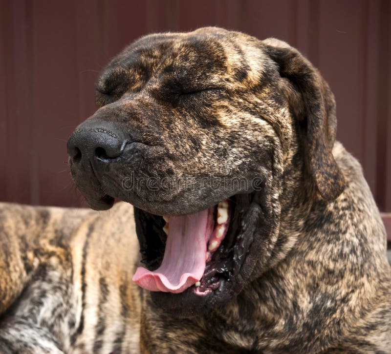 Big Hound Yawns Stock Photos - Free & Royalty-Free Stock Photos from ...