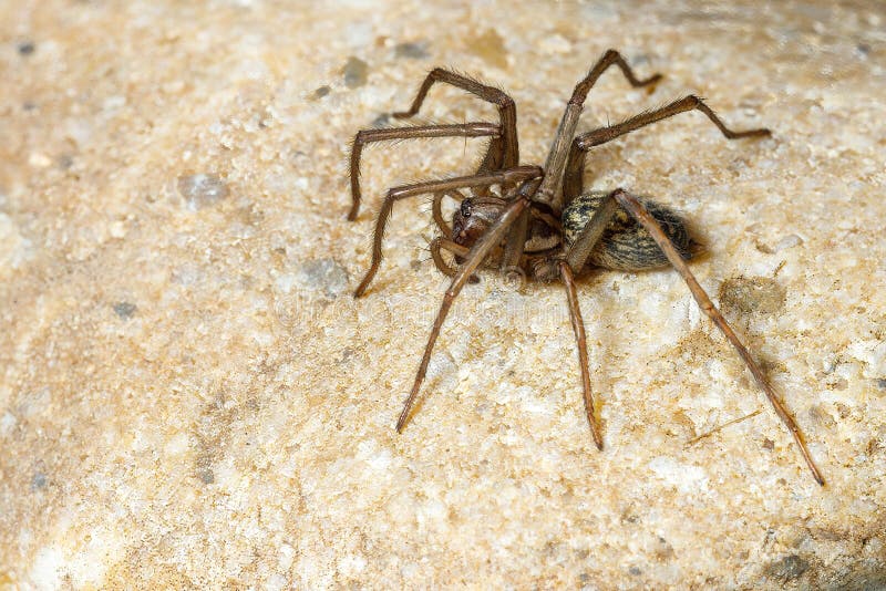 Big House Spider Tegenaria Domestica Stock Image - Image of creepy ...