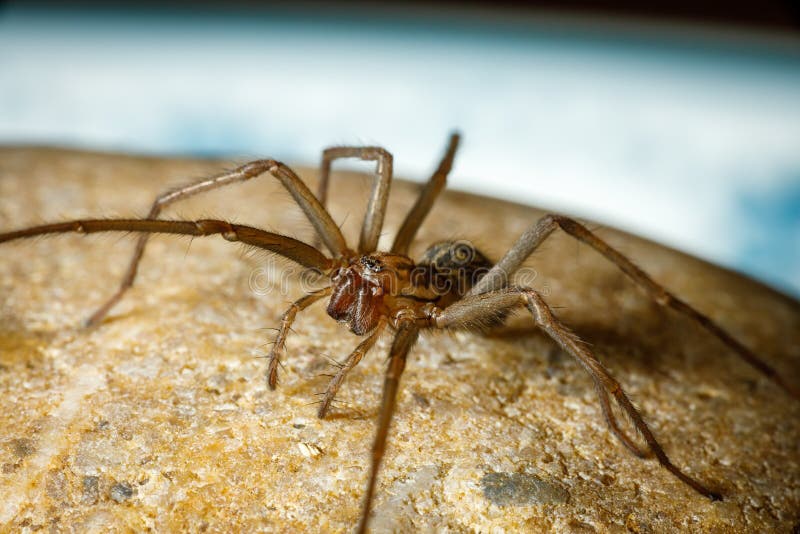 Big House Spider Tegenaria Domestica Stock Photo - Image of giant ...