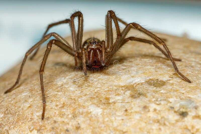 Big House Spider Tegenaria Domestica Stock Image - Image of ...