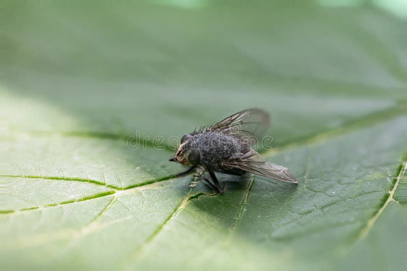 Housefly Leg with Bristles and Claws Under the Light Microscope Stock ...
