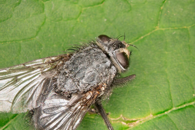 Housefly Leg with Bristles and Claws Under the Light Microscope Stock ...