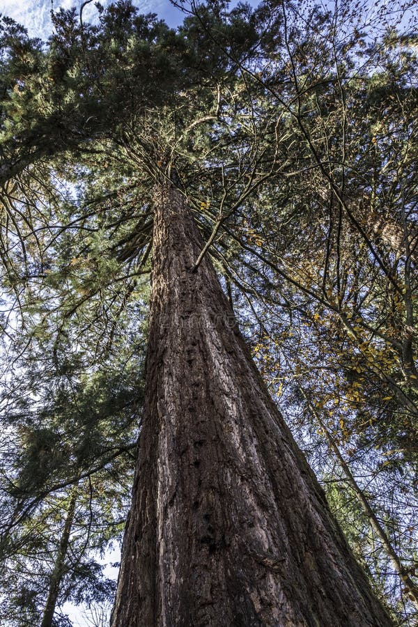 Mammoth Tree, Giant Redwood, Sequoia, Seauoioidae, Tree in the Public ...