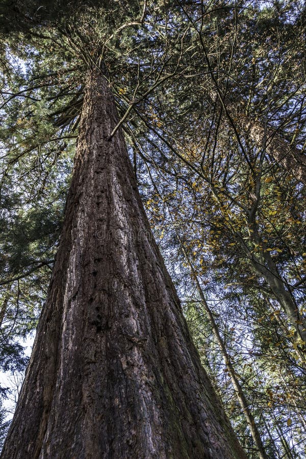 Mammoth Tree, Giant Redwood, Sequoia, Seauoioidae, Tree in the Public ...
