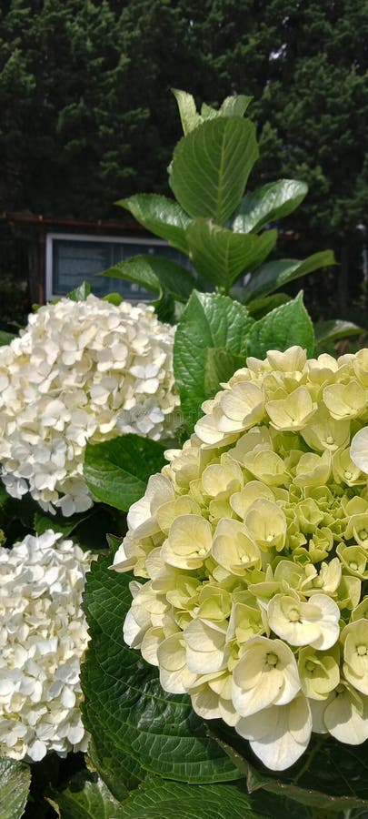 139 Hydragea Flower Stock Photos - Free & Royalty-Free Stock Photos ...