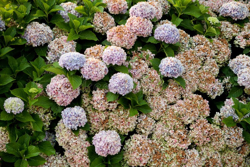 Big hydrangea plant stock photo. Image of leaf, bloom - 76493486