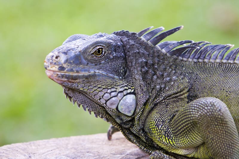 Big Iguana on a Tree Branch Stock Photo - Image of travel, reptile ...