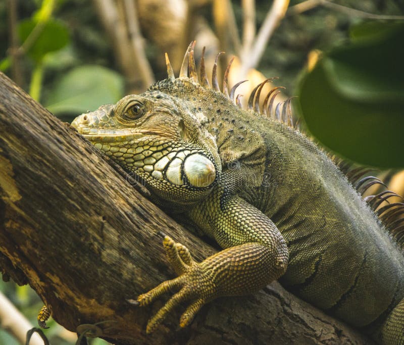 Orange Big Iguana On Branch Reptile Animal Lizard Stock Image - Image ...