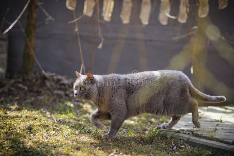 Big grey cat in the yard stock photo. Image of grey - 145509618