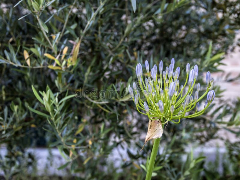 Big indigo flower stock image. Image of cheerful, bloom - 74079317