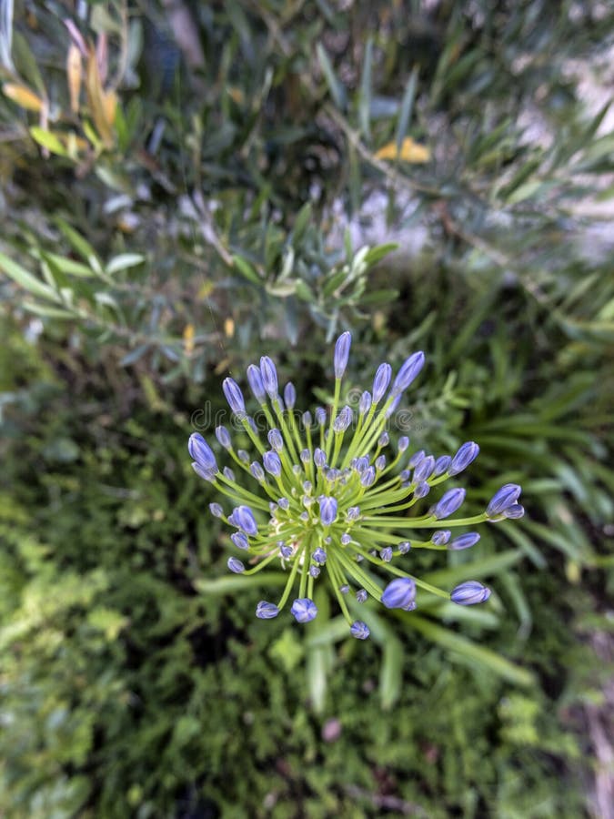 Big indigo flower stock image. Image of chlorophyll, greetings - 74079517