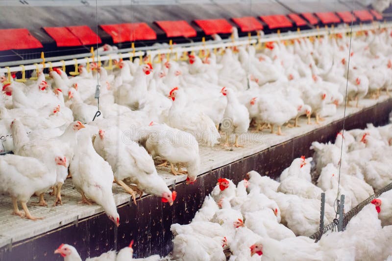 Big Indoors Modern Chicken Farm, Chicken Feeding. Stock Image - Image ...