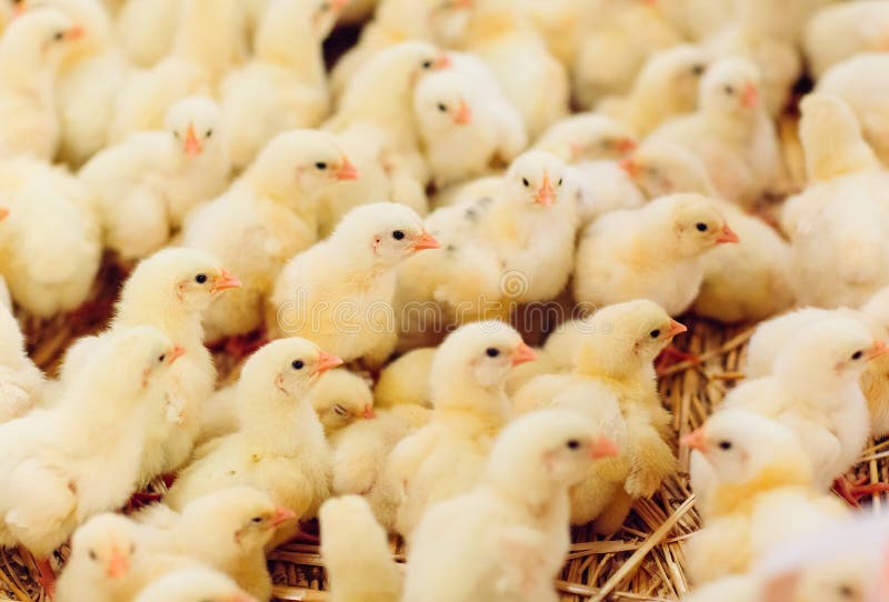 Big Indoors Modern Chicken Farm, Chicken Feeding. Stock Photo - Image ...