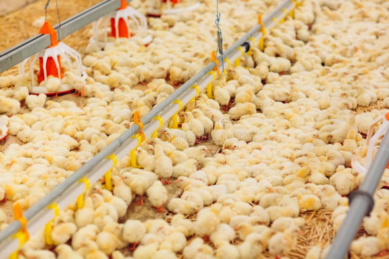 Big Indoors Modern Chicken Farm, Chicken Feeding. Stock Photo - Image ...
