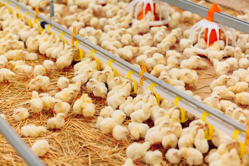 Big Indoors Modern Chicken Farm, Chicken Feeding. Stock Photo - Image ...