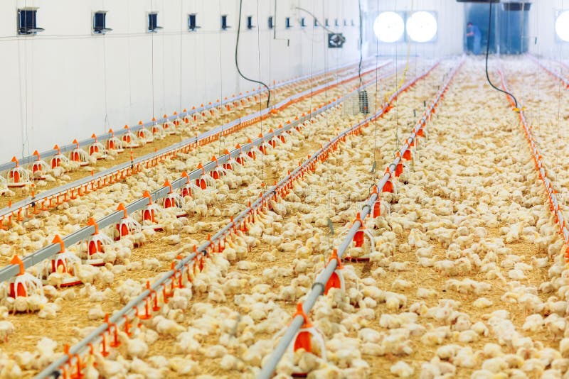 Big Indoors Modern Chicken Farm, Chicken Feeding. Stock Image - Image ...