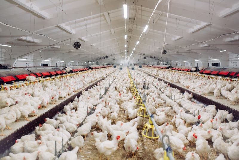Big Indoors Modern Chicken Farm, Chicken Feeding. Stock Image - Image ...