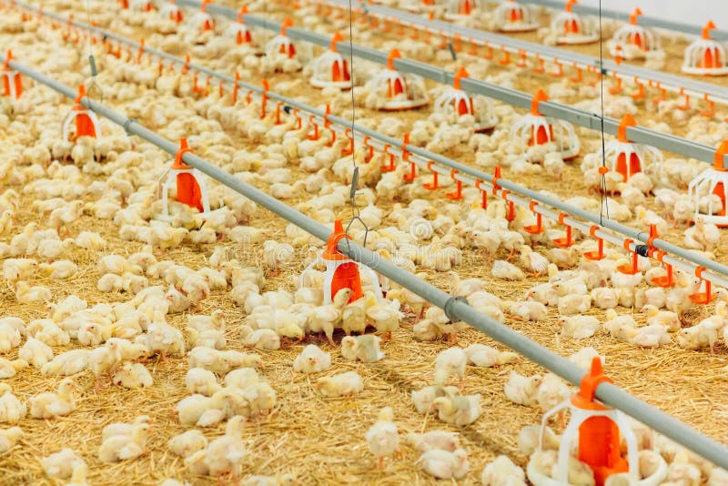 Big Indoors Modern Chicken Farm, Chicken Feeding. Stock Photo - Image ...