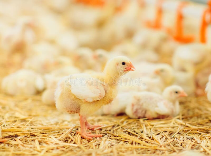 Big Indoors Modern Chicken Farm, Chicken Feeding. Stock Photo - Image ...