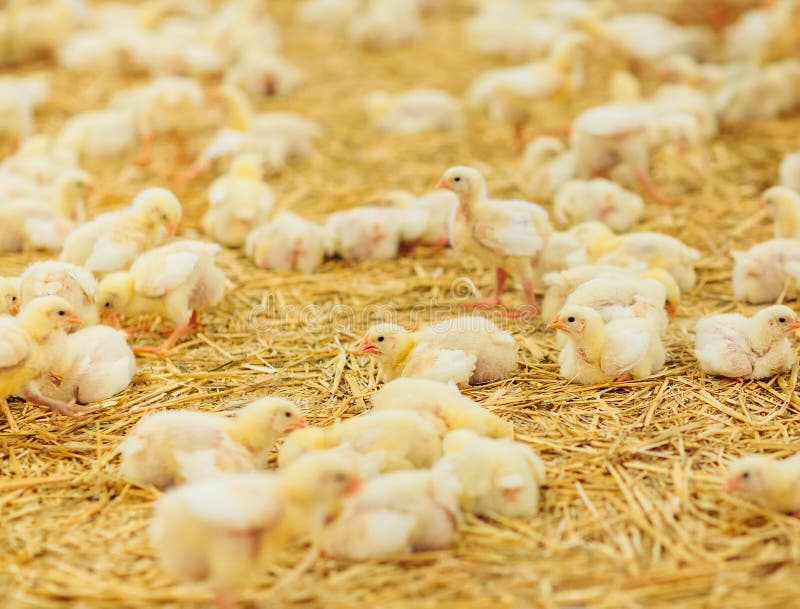 Big Indoors Modern Chicken Farm, Chicken Feeding. Stock Photo - Image ...