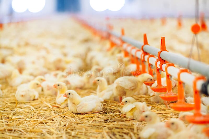 Big Indoors Modern Chicken Farm, Chicken Feeding. Stock Photo - Image ...