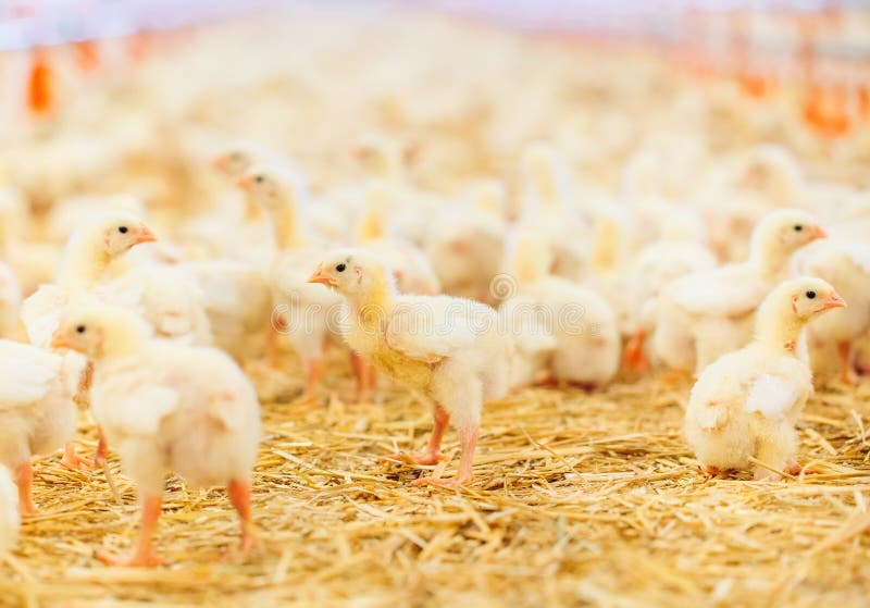 Big Indoors Modern Chicken Farm, Chicken Feeding. Stock Photo - Image ...