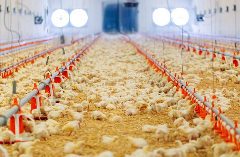 Big Indoors Modern Chicken Farm, Chicken Feeding. Stock Photo - Image ...