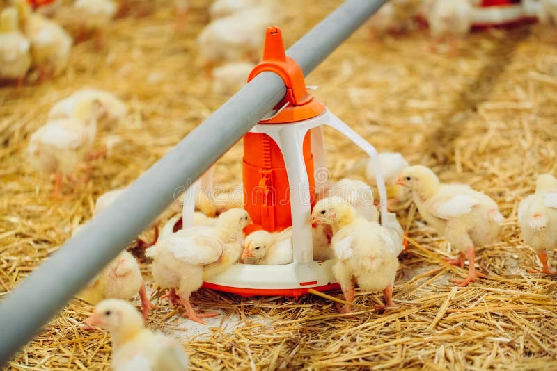 Big Indoors Modern Chicken Farm, Chicken Feeding. Stock Photo - Image ...