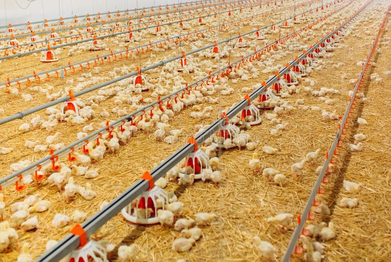 Big Indoors Modern Chicken Farm, Chicken Feeding. Stock Photo - Image ...