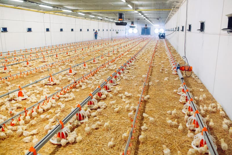 Big Indoors Modern Chicken Farm, Chicken Feeding. Stock Image - Image ...