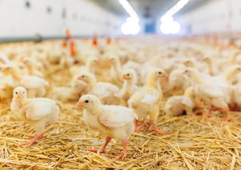 Big Indoors Modern Chicken Farm, Chicken Feeding. Stock Photo - Image ...