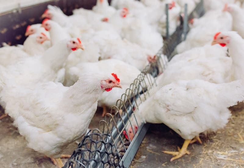 Big Indoors Modern Chicken Farm, Chicken Feeding. Stock Photo - Image ...