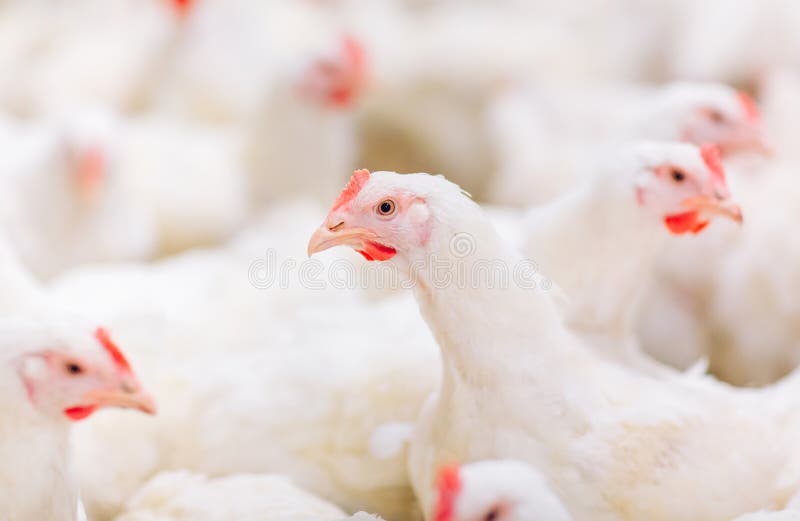 Big Indoors Modern Chicken Farm, Chicken Feeding. Stock Image - Image ...