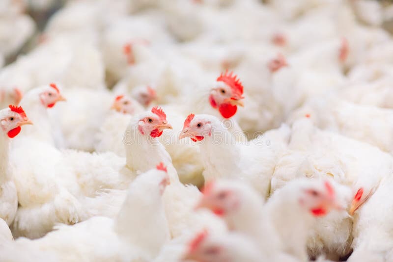 Big Indoors Modern Chicken Farm, Chicken Feeding. Stock Image - Image ...