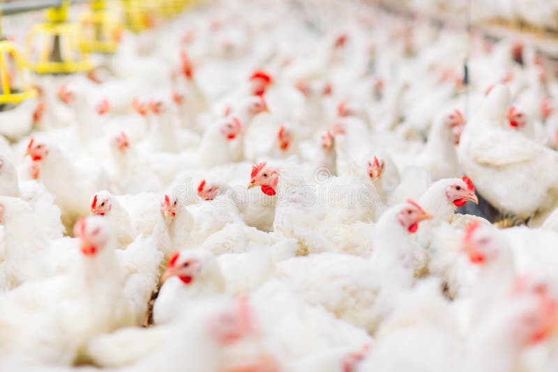 Big Indoors Modern Chicken Farm, Chicken Feeding. Stock Image - Image ...