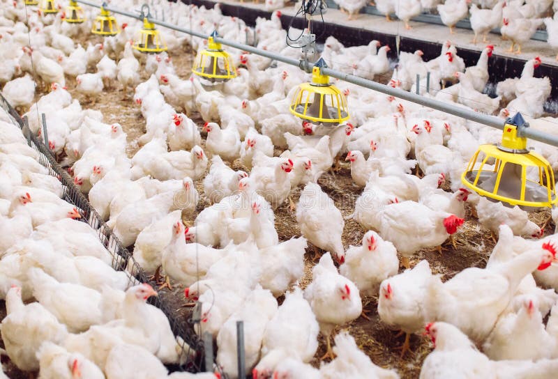 Big Indoors Modern Chicken Farm, Chicken Feeding. Stock Image - Image ...