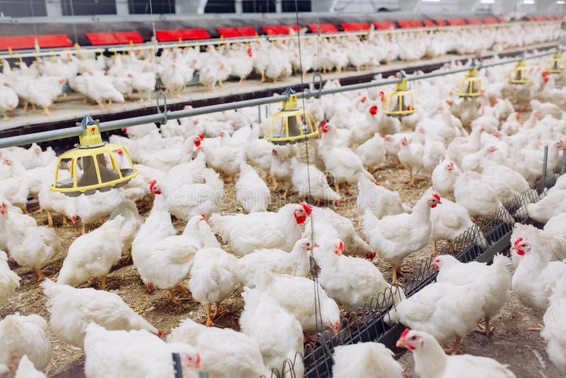 Big Indoors Modern Chicken Farm, Chicken Feeding. Stock Image - Image ...