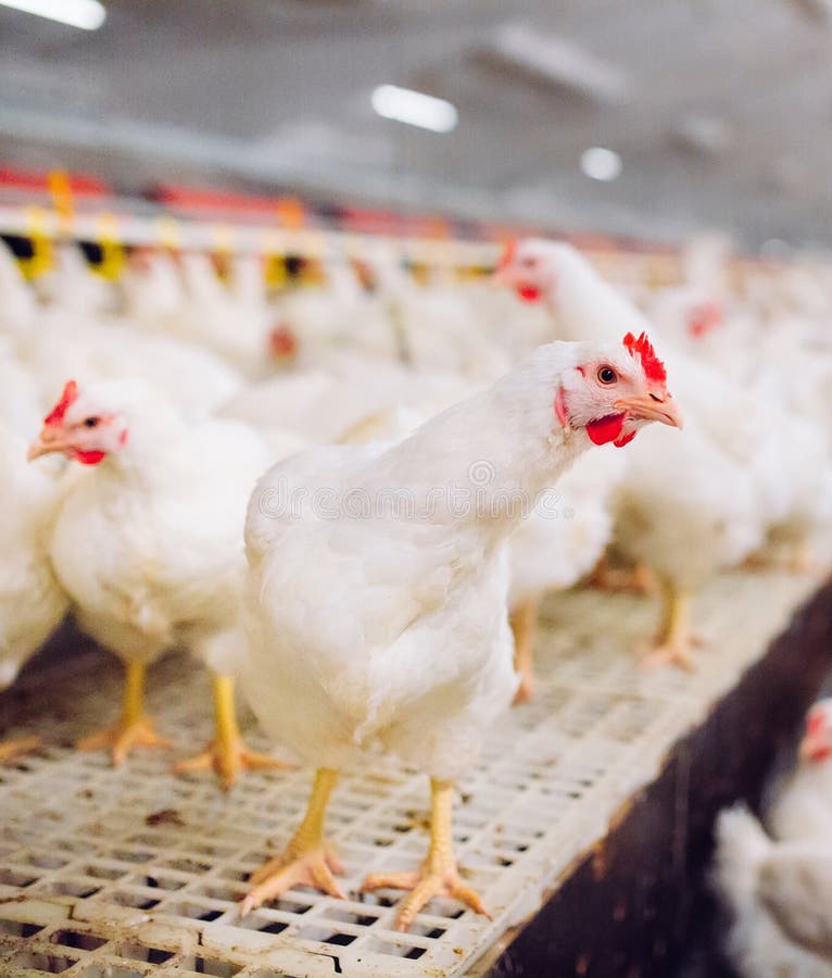 Big Indoors Modern Chicken Farm, Chicken Feeding. Stock Image - Image ...