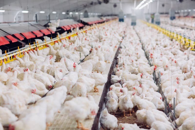 Big Indoors Modern Chicken Farm, Chicken Feeding. Stock Photo - Image ...