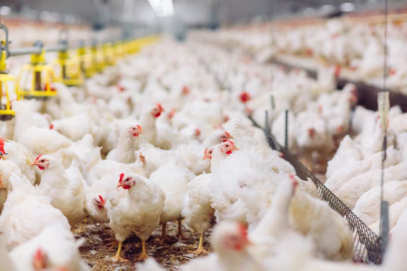 Big Indoors Modern Chicken Farm, Chicken Feeding. Stock Image - Image ...