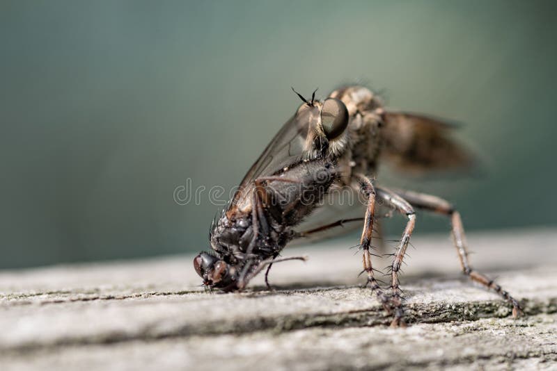 Big insect eating fly stock image. Image of homefly - 104354287