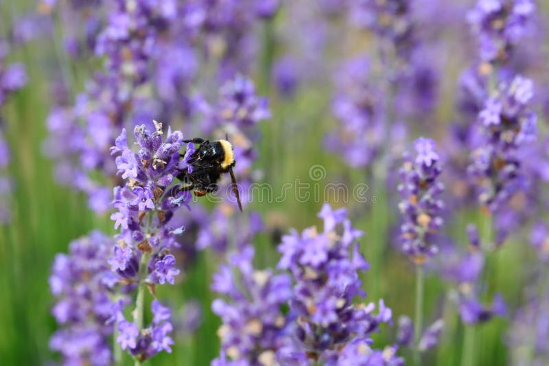 Big Insect Pollinator Bumblebee Sucking from Lavender Flowers Stock ...