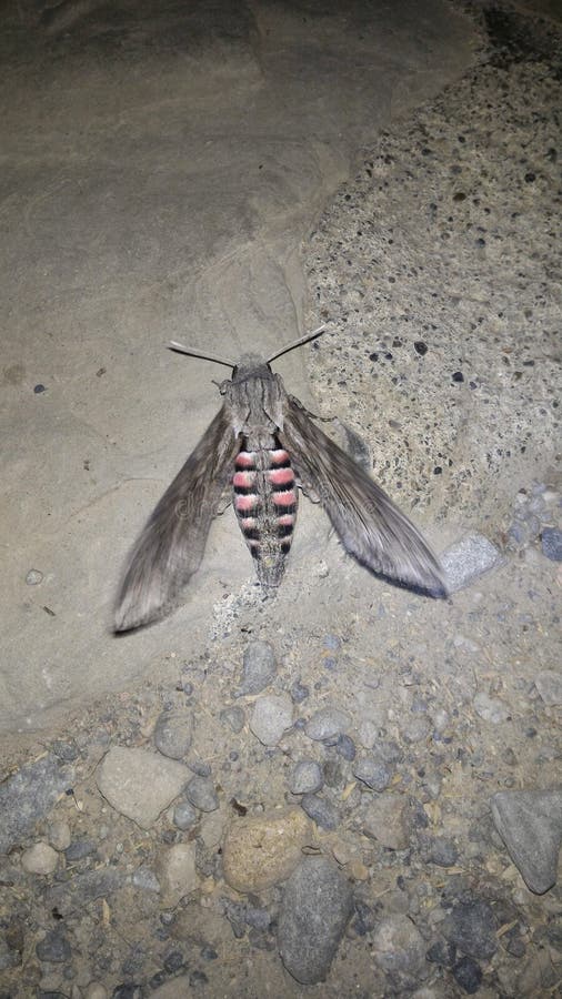 Big insect stock image. Image of spanish, insect, night - 135262091