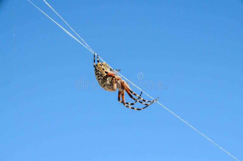 Spider and Web , Digital Photo Image Stock Image - Image of crawlers ...