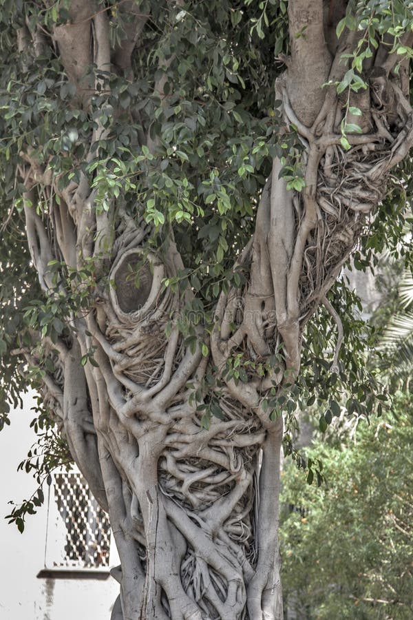 Interesting Tree Roots, Mossy Ground Stock Photo - Image of stone ...