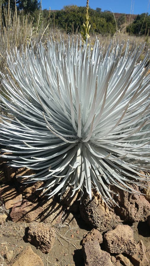 Sword plant melati air stock photo. Image of garden - 195223352