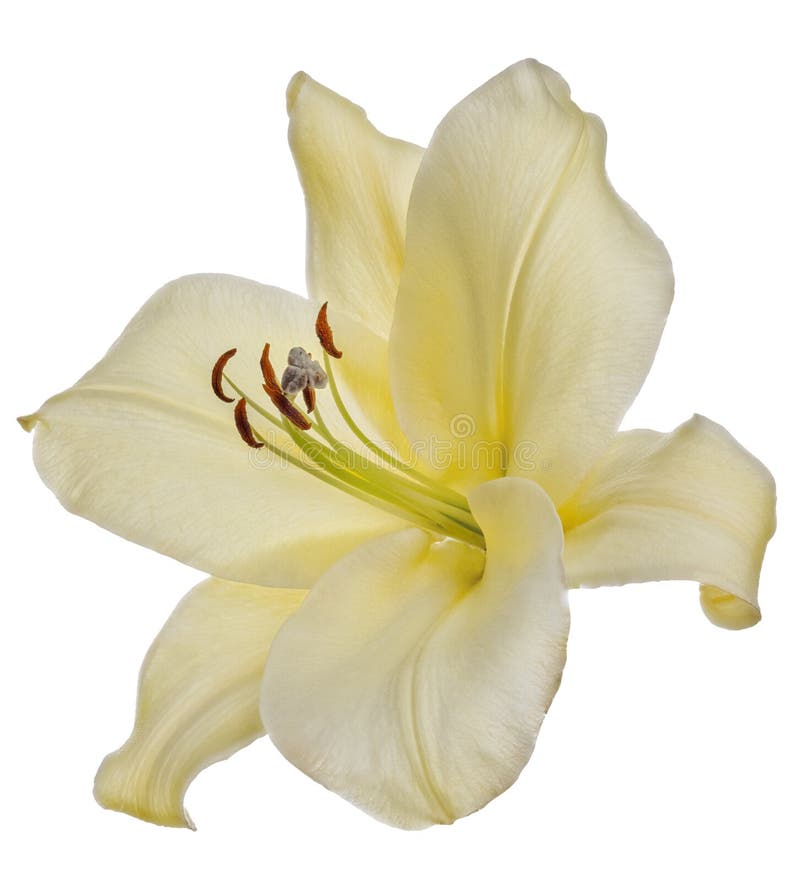 Big Isolated Light Yellow One Lily Bloom Stock Photo - Image of lily ...