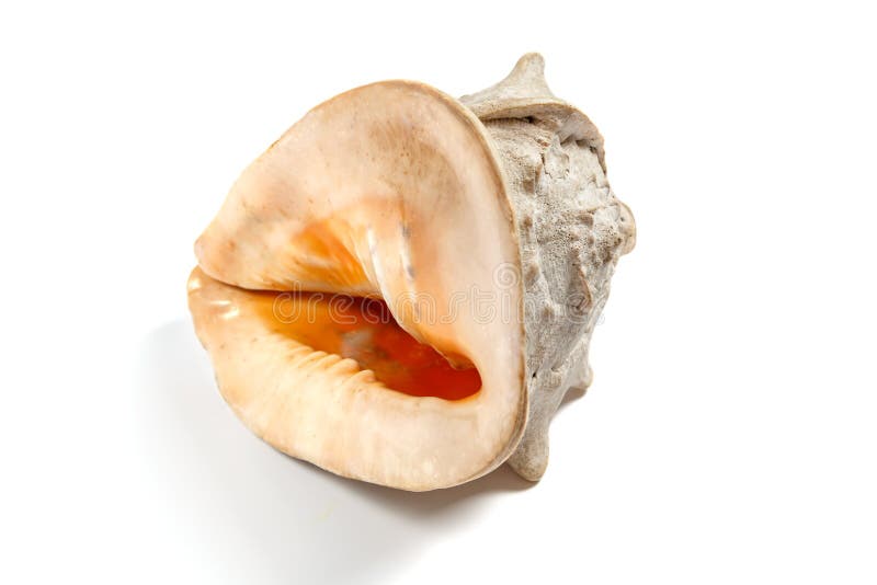 Ocean Seashell in the Form of a Long Cone on a White Background Stock ...