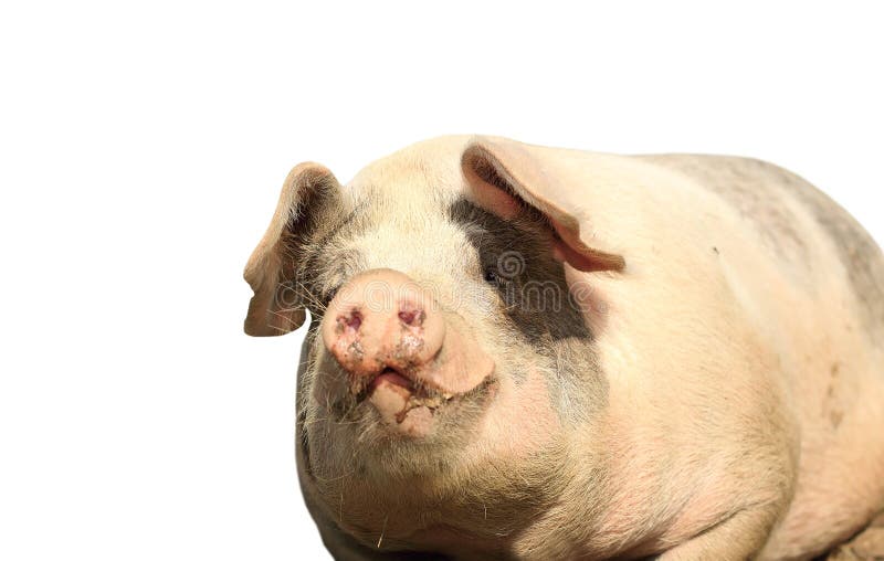 Big isolated sow portrait stock image. Image of front - 61407003
